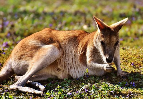 Australian Survival Kit: Gifts for Someone Travelling to Australia ...